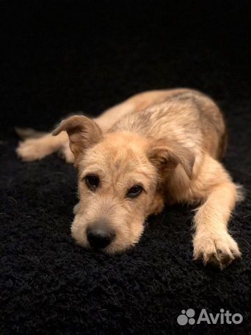 Щенок в добрые руки