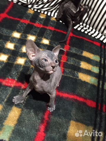 Котята украинский левкой