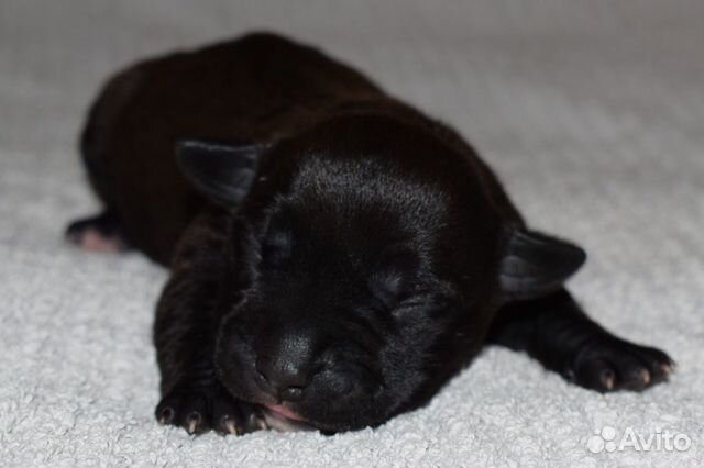 Чёрные щенки
