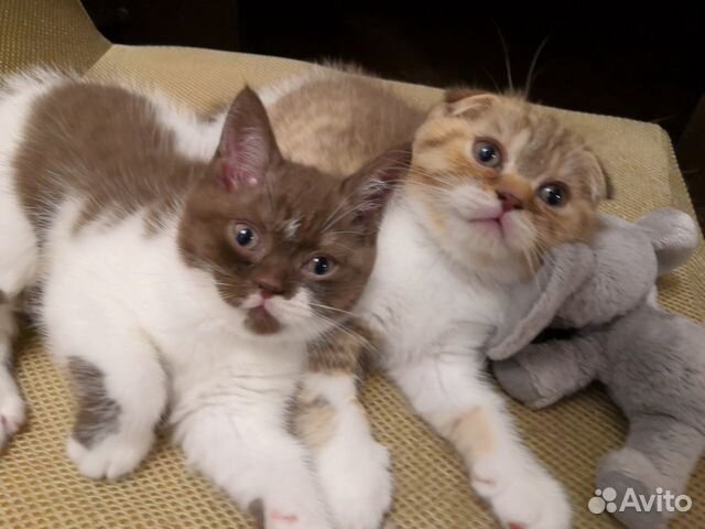 Чистокровные бриташечки редкого окраса