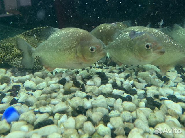 Пираньи Наттерера (Serrasalmus nattereri) 15см