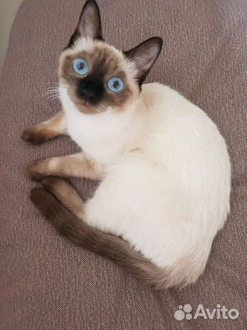 Отдам сиамскую кошечку
