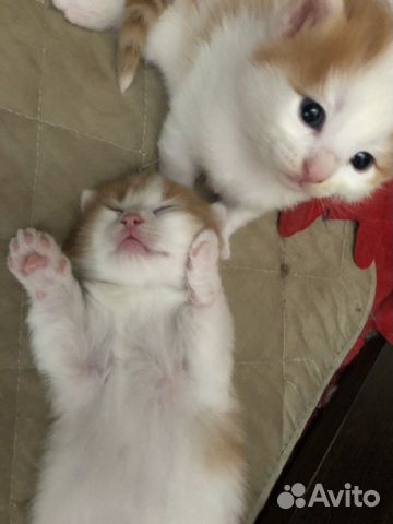 Котенок рыженький(мальчик)