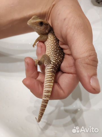 Капский варан