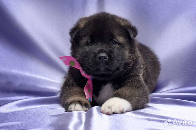 Плюшевые пупсы-акитосы