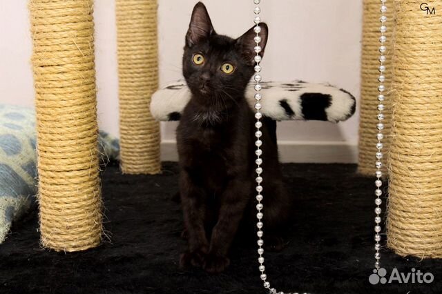 Мартин ищет дом