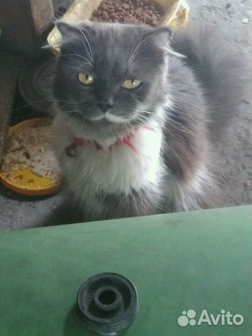 Котенок за шоколадку