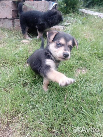 Щенки (овчарка+дворняжка)