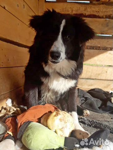 Щенок Крупный мальчик 8 месяцев помесь алабая