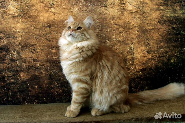 Рыжий сибирский котик