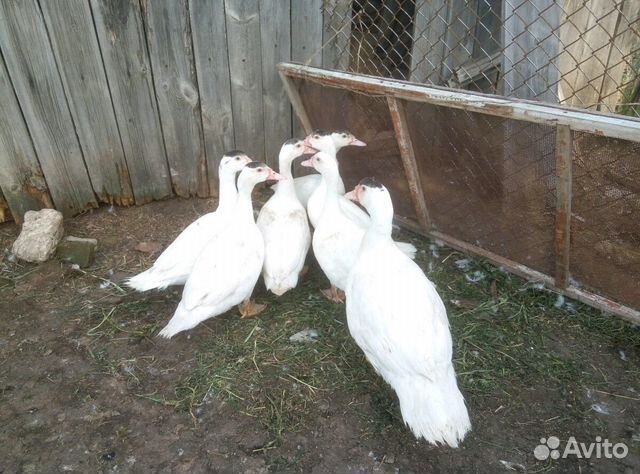 Мускусная утка