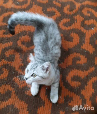 Отдам котенка в хорошие руки