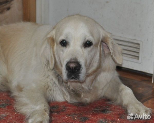 Девочки золотистый ретривер