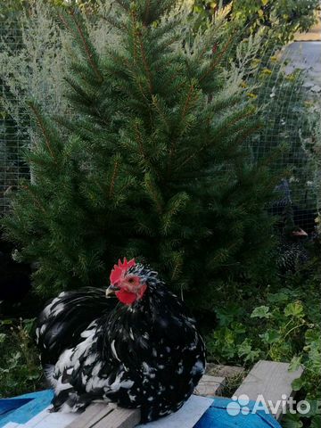 Породная птица,семьи,подростки,цыплята,петухи