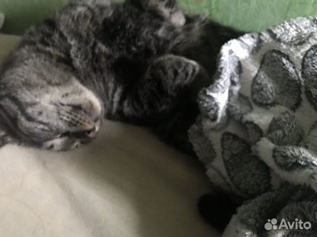 Котик