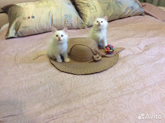 Продам котят породы Невская маскарадная