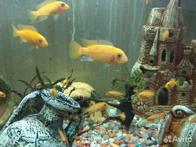 Продаю аквариумных рыбок