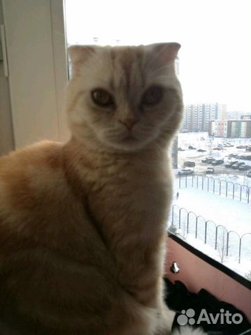 Кот Шатландский Вислаухий