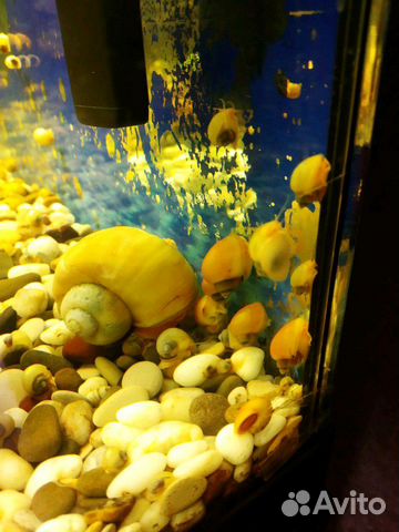 Улитки ампулярии