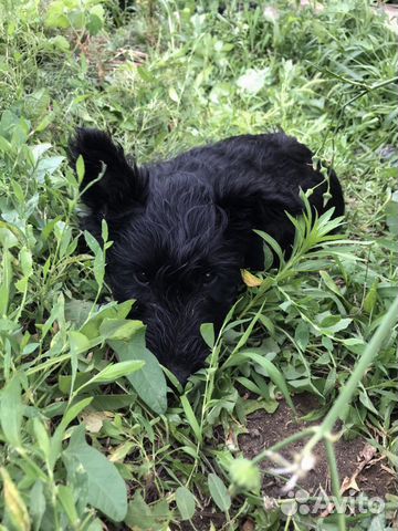 Щенок шотландского терьера