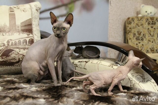 Котик-мальчик