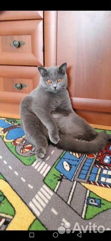 Отдам кота