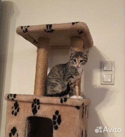 Котенок Ириска 3 мес, трехцветная, ищет дом