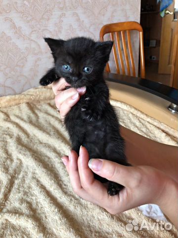 Шотландский котенок