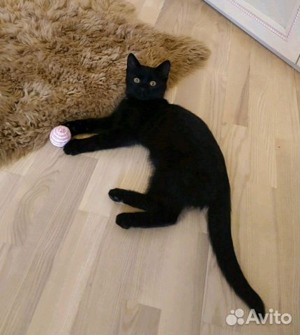 Котенок Оливка