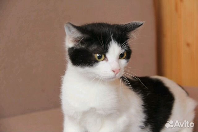 Котенок Борька