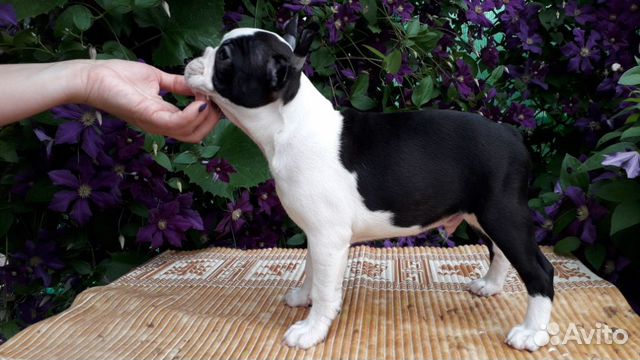 Бостон терьер кобель