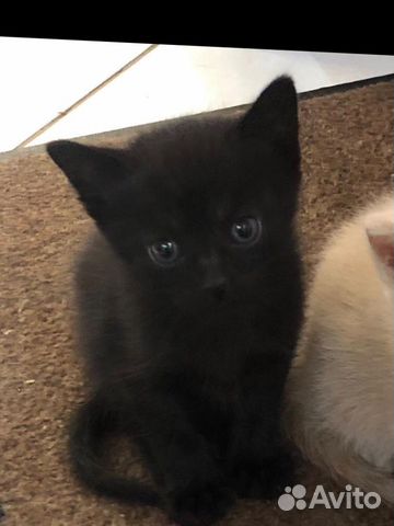 Котята