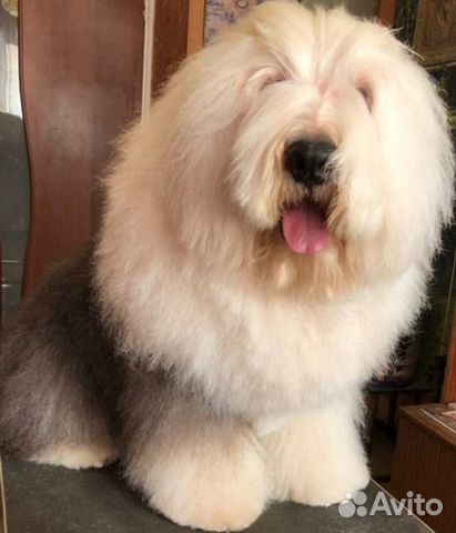 Щенок бобтейла