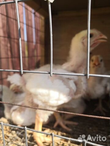 Бройлерные цыплята
