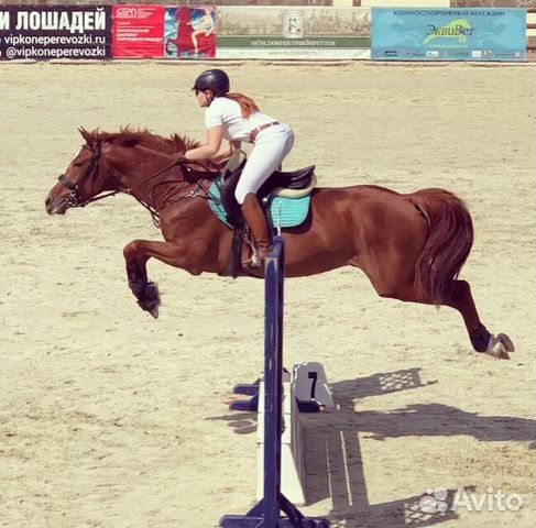 Перспективный жеребец