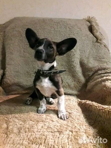 Русский охотничий спаниель