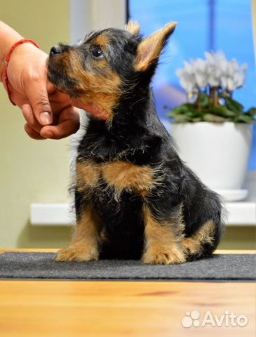 Мылыш норвич