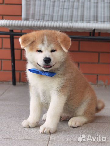 Японская Акита щенки
