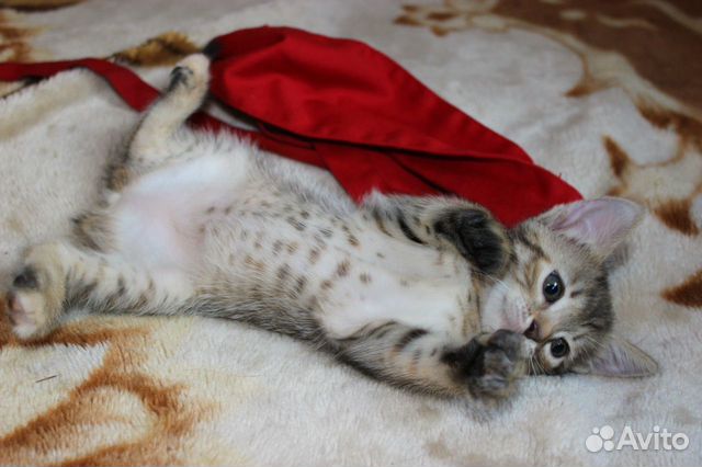 Котенок полосатик очень игривый и ласковый