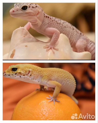 Гекконы эублефары в террариуме Exo Terra