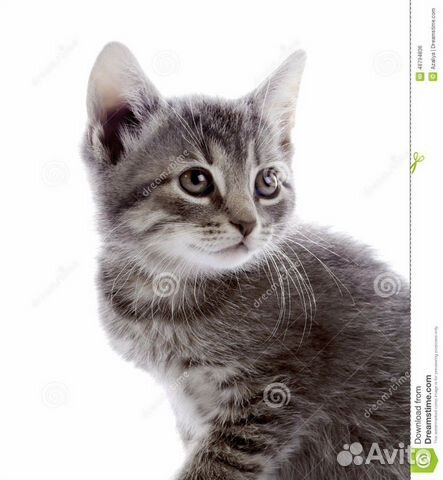 Котенок Нафаня