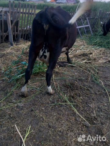Корова дойная 20л в сутки 3 отёла