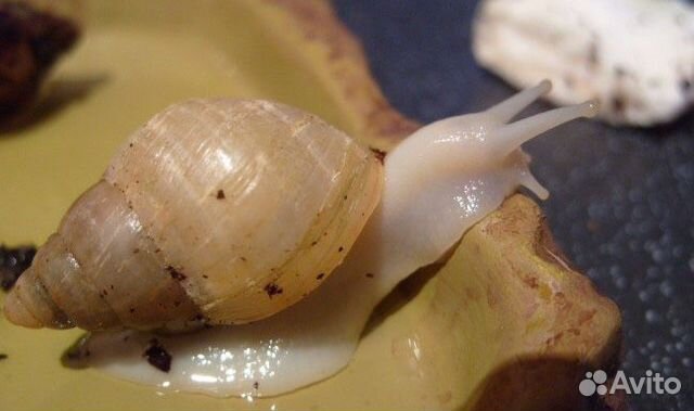 Улитка Ахатина