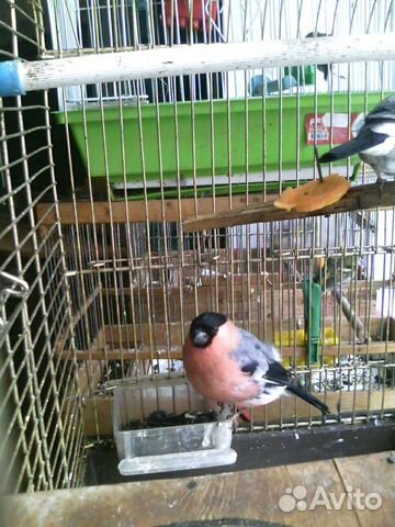 Снегири+клетка