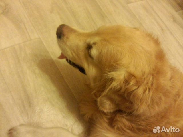 Найден кобель золотистый ретривер