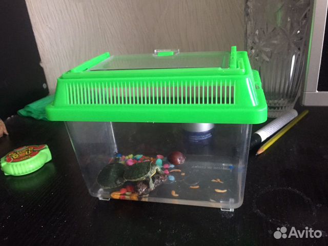 Пресноводная черепаха