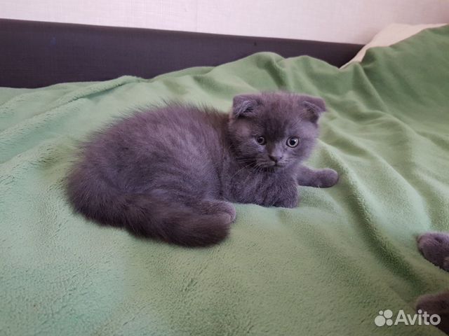 Шотландские котята
