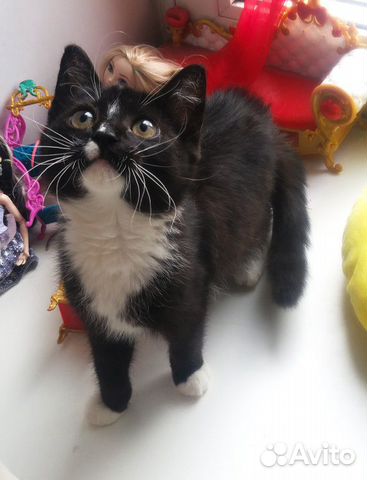 Трехмесячная кошечка в добрые руки