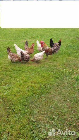 Семейство кур