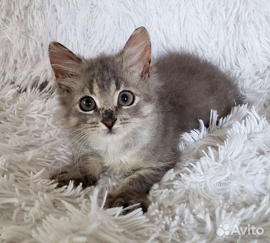 Очень забавный котенок Лева ищет семью